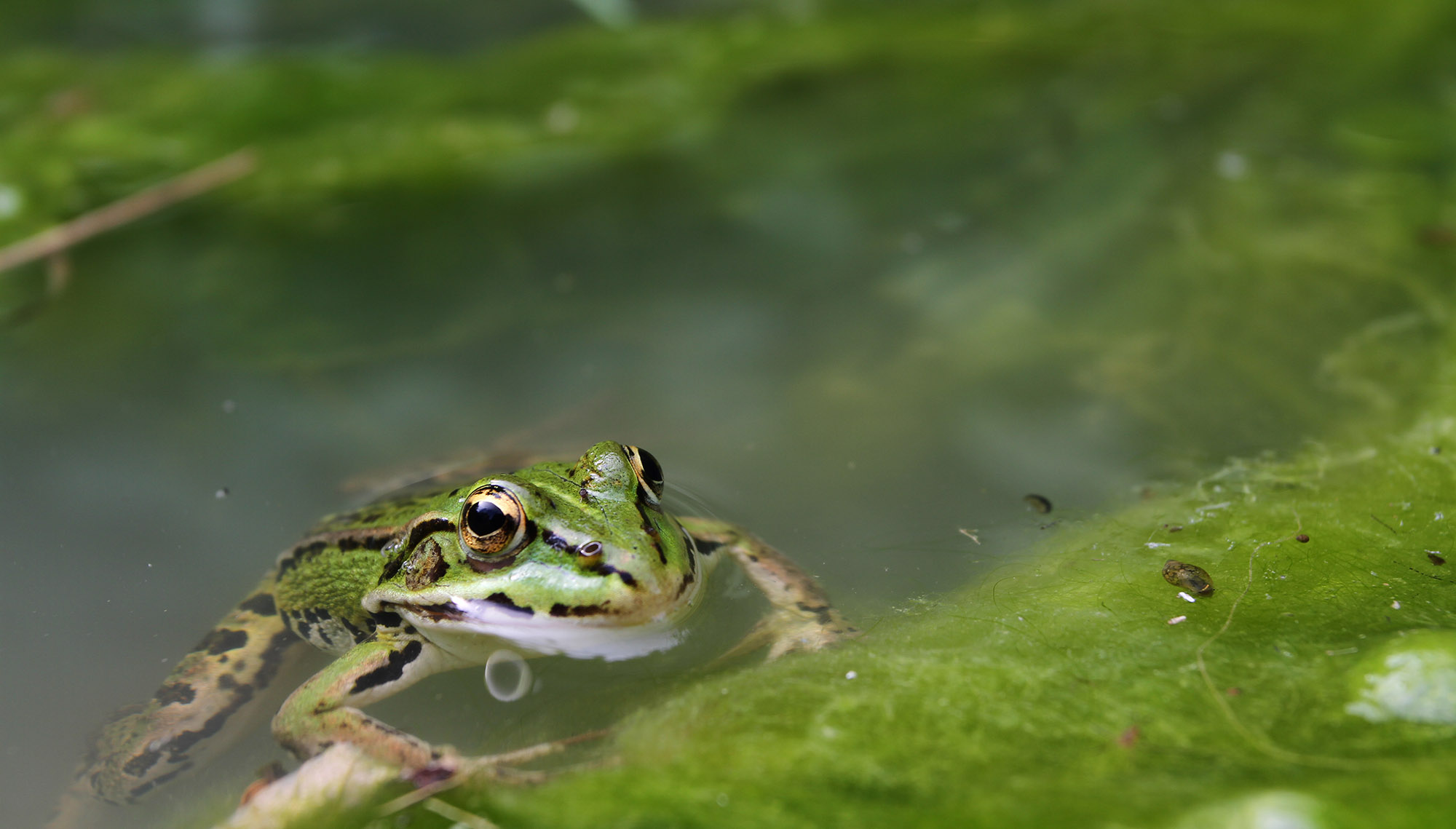 Les grenouilles sont toutes protégées en France, sauf... - ASPAS ...